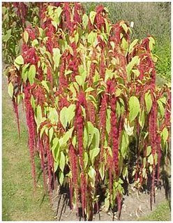 El Amaranto: Clasificación Taxonómica del Amaranto