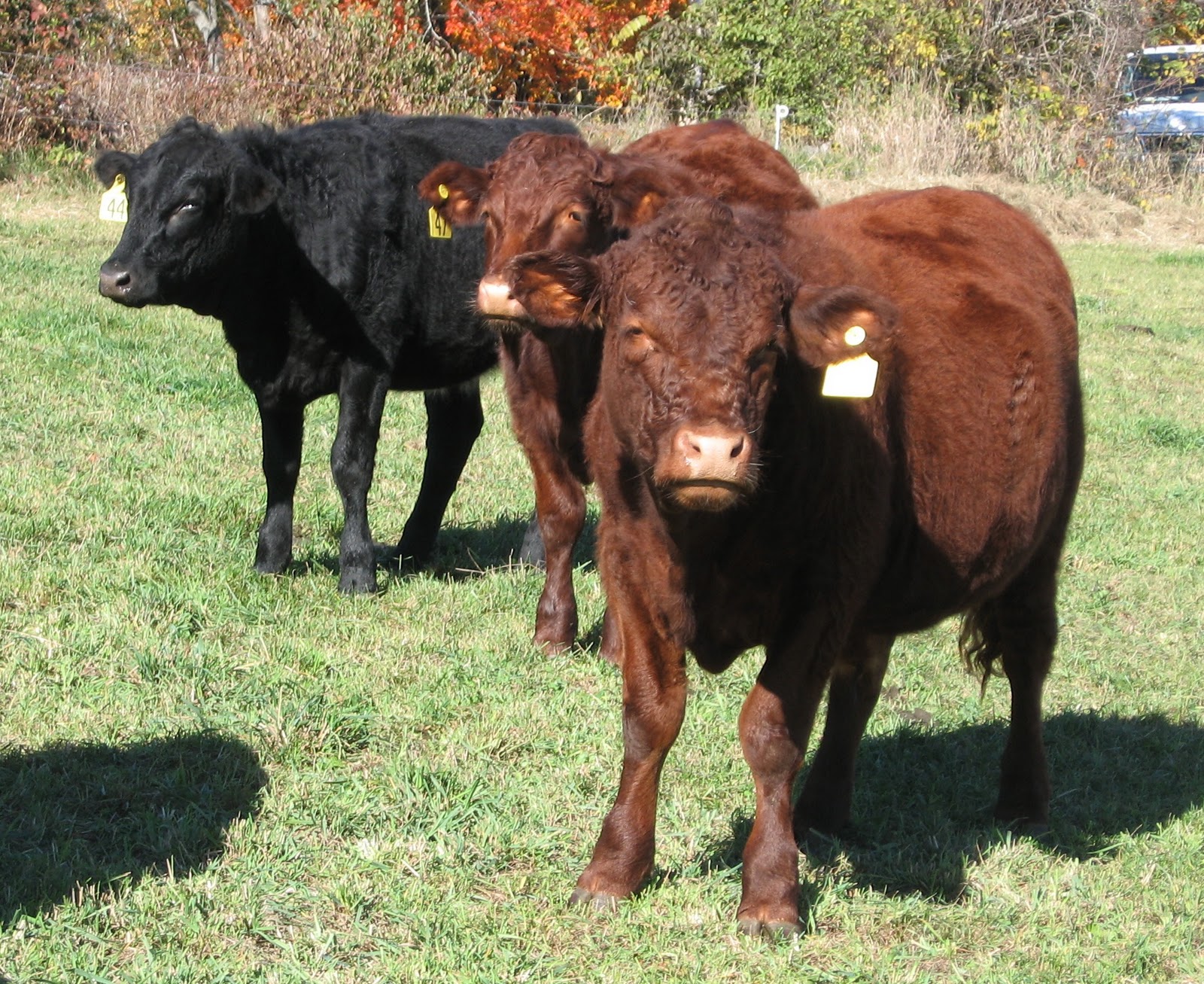 Hay! Ewe! Root for the Farmers!: Studies in Grass--pasture and compost