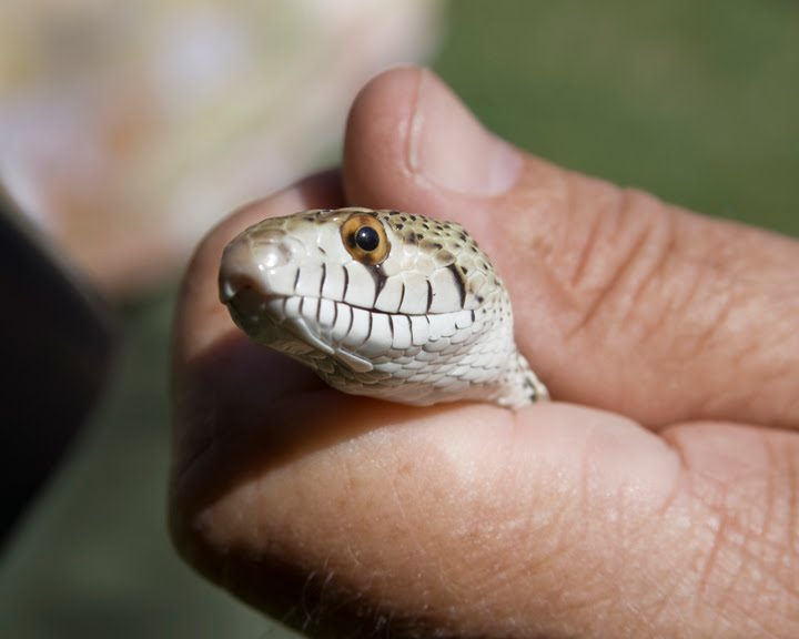 Liberty Wildlife Blog: This Week at Liberty 05/24/2010