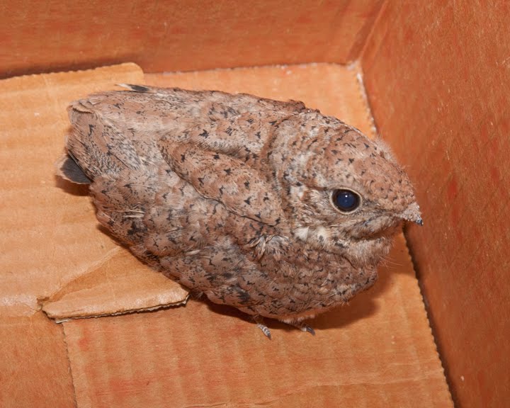 Liberty Wildlife Blog: This Week at Liberty 07/19/2010