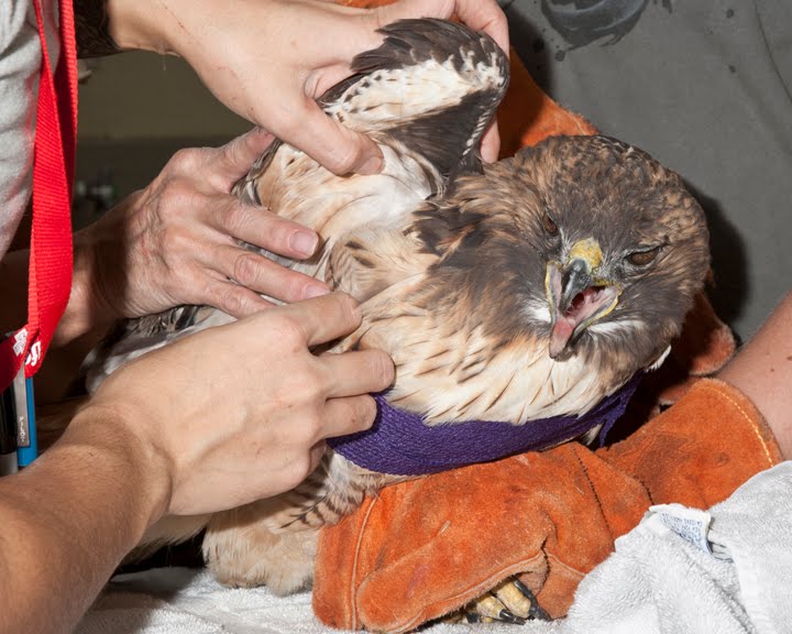 Liberty Wildlife Blog: This Week at Liberty 10/11/2010