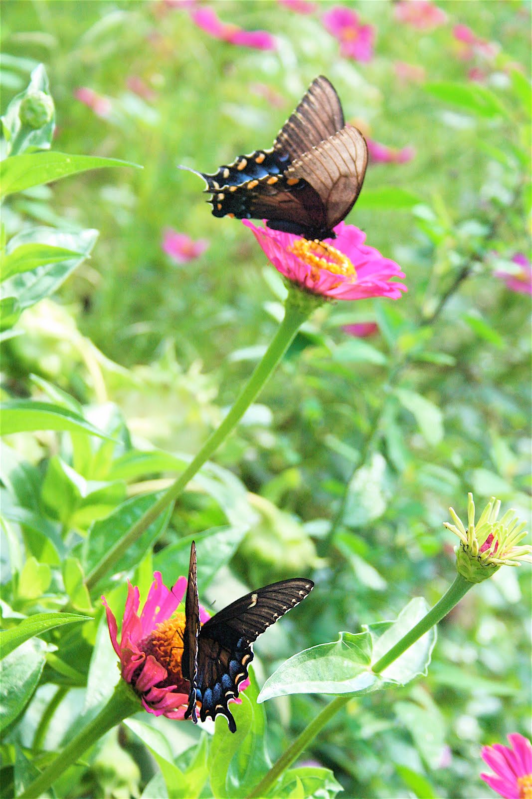 Moment to Moment: Butterfly Magic