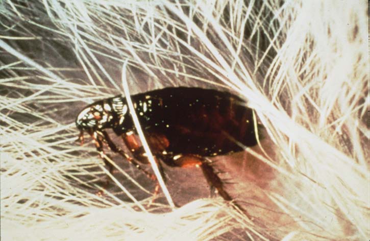 kimovimento "A Vida a Cada Momento": A PULGA