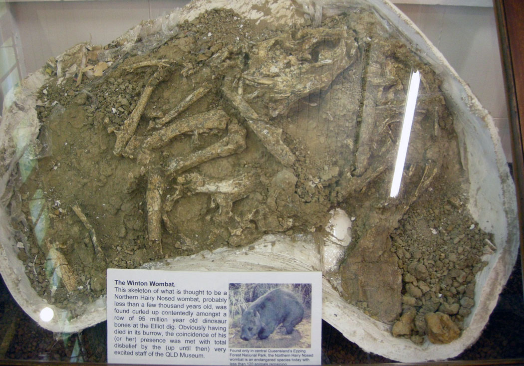 The Great Cretaceous Walk: Cretaceous Worlds of Queensland, Part V ...