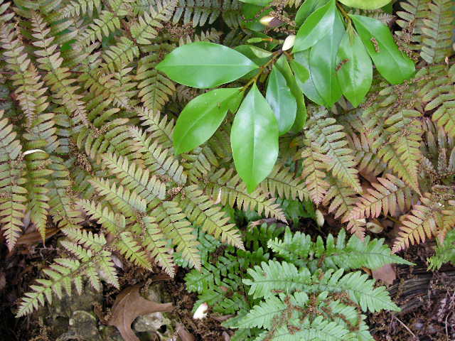 The Lazy Shady Gardener: Autumn Ferns
