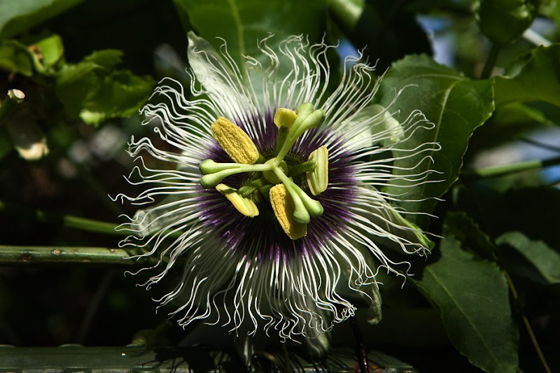 Photos by jalna: Lilikoi Flower