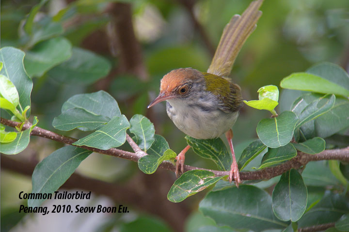 ALL-WILD...: Common Tailorbird, Penang.
