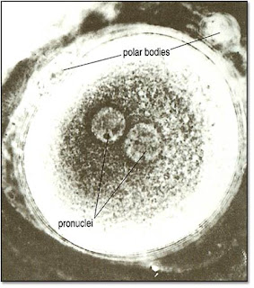 Baby blog: From fertilization to gastrulation - Week 1
