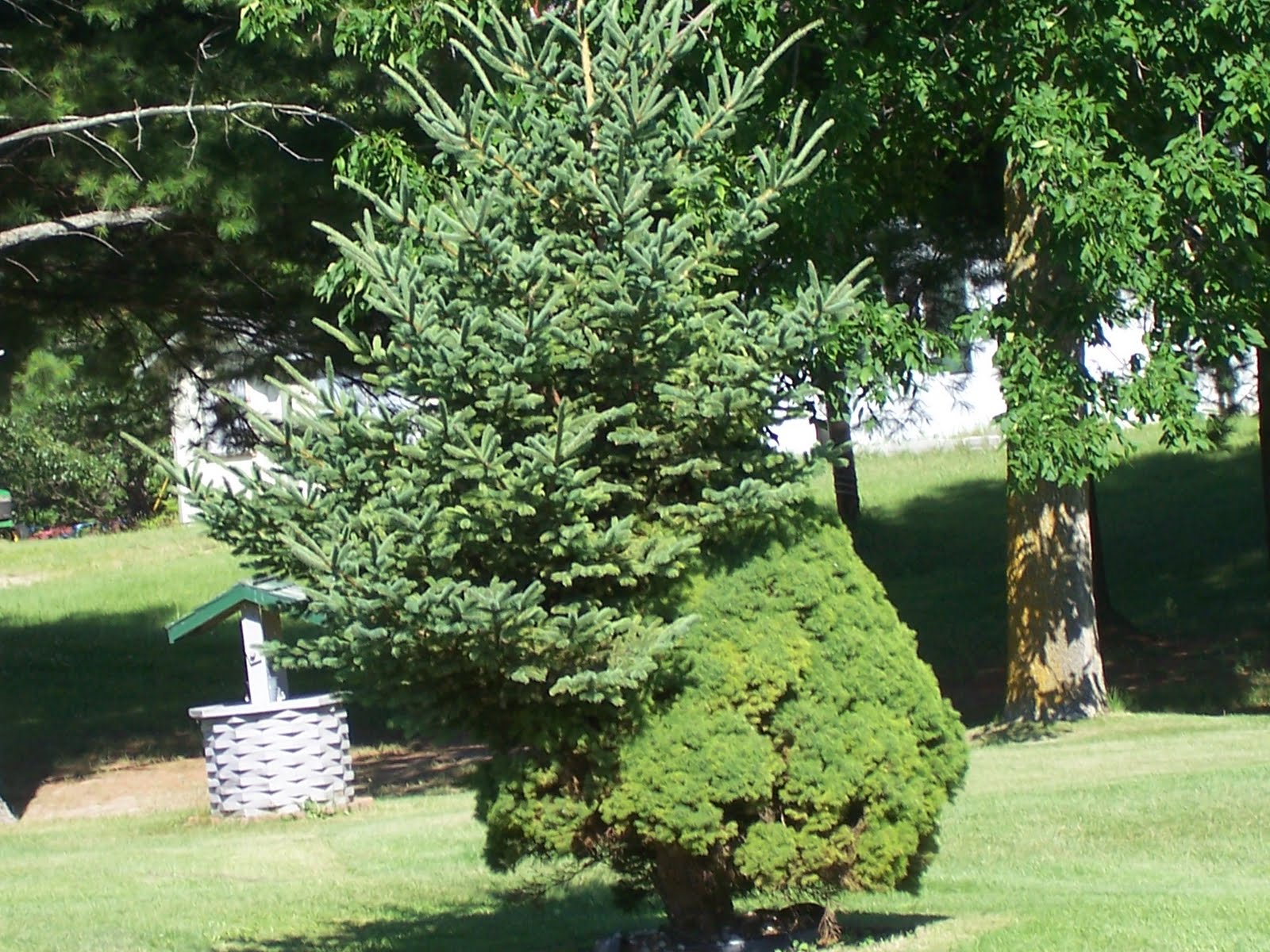 Write or Karl me!: Bush Tree? Tree Bush!