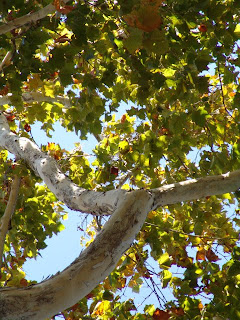 Urban Science Adventures! ©: Happy Arbor Day! Sycamores of St. Louis