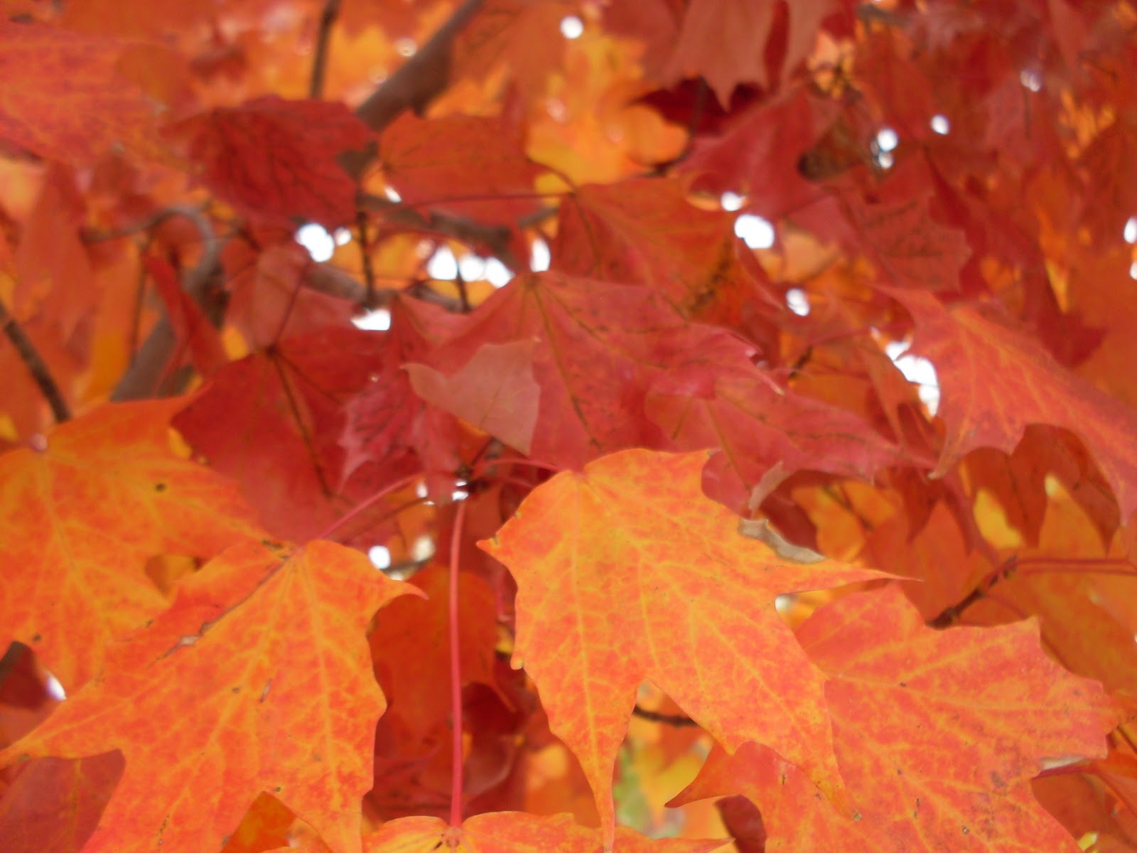 Urban Science Adventures! ©: Wordless Wednesday: My Power Color ...