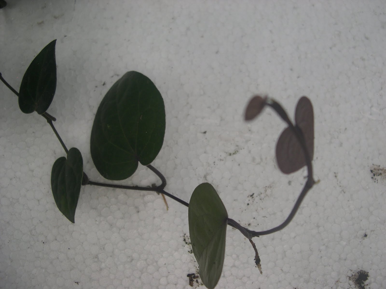 Checkly: sirih hitam