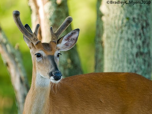 Bradley Myers Photo Blog: Velvet Buck...
