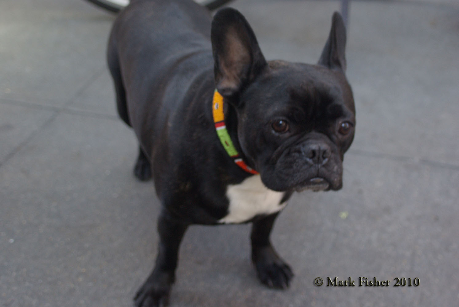 Mark Fisher American Photographer™: Dog Image - Spy the Dog - Mark ...