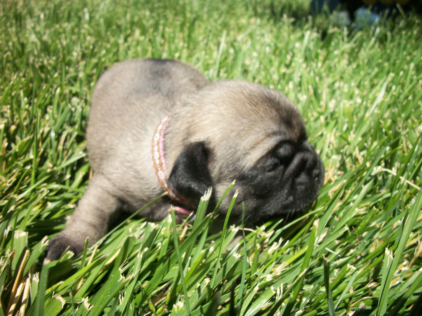 Pugapoo Puppies: Lacy