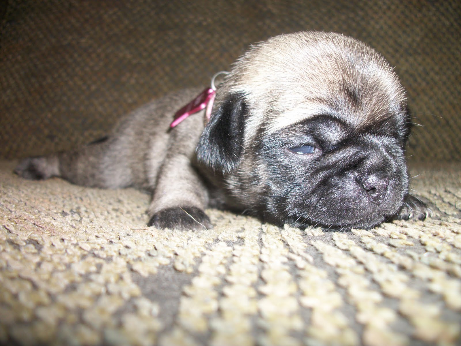 Pugapoo Puppies: Lacy