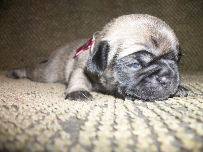 Pugapoo Puppies: Lacy