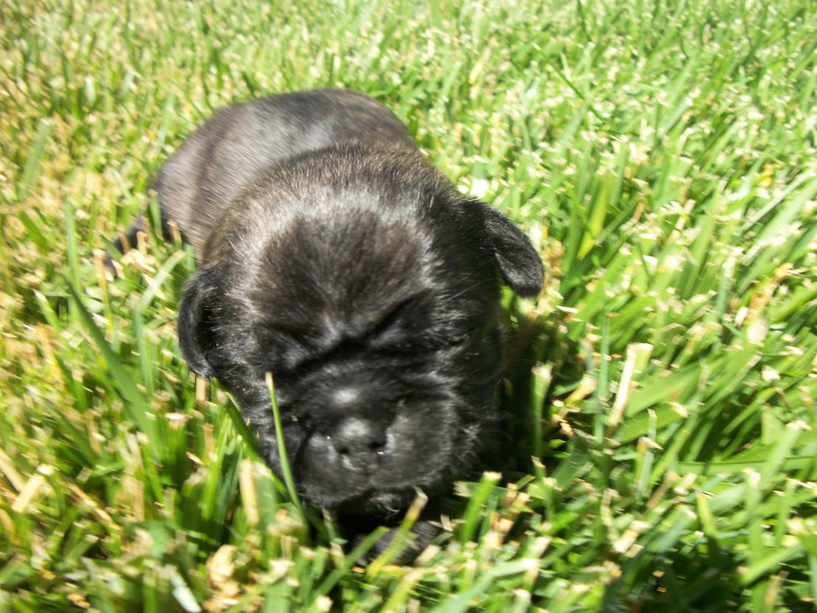 Pugapoo Puppies: Leo