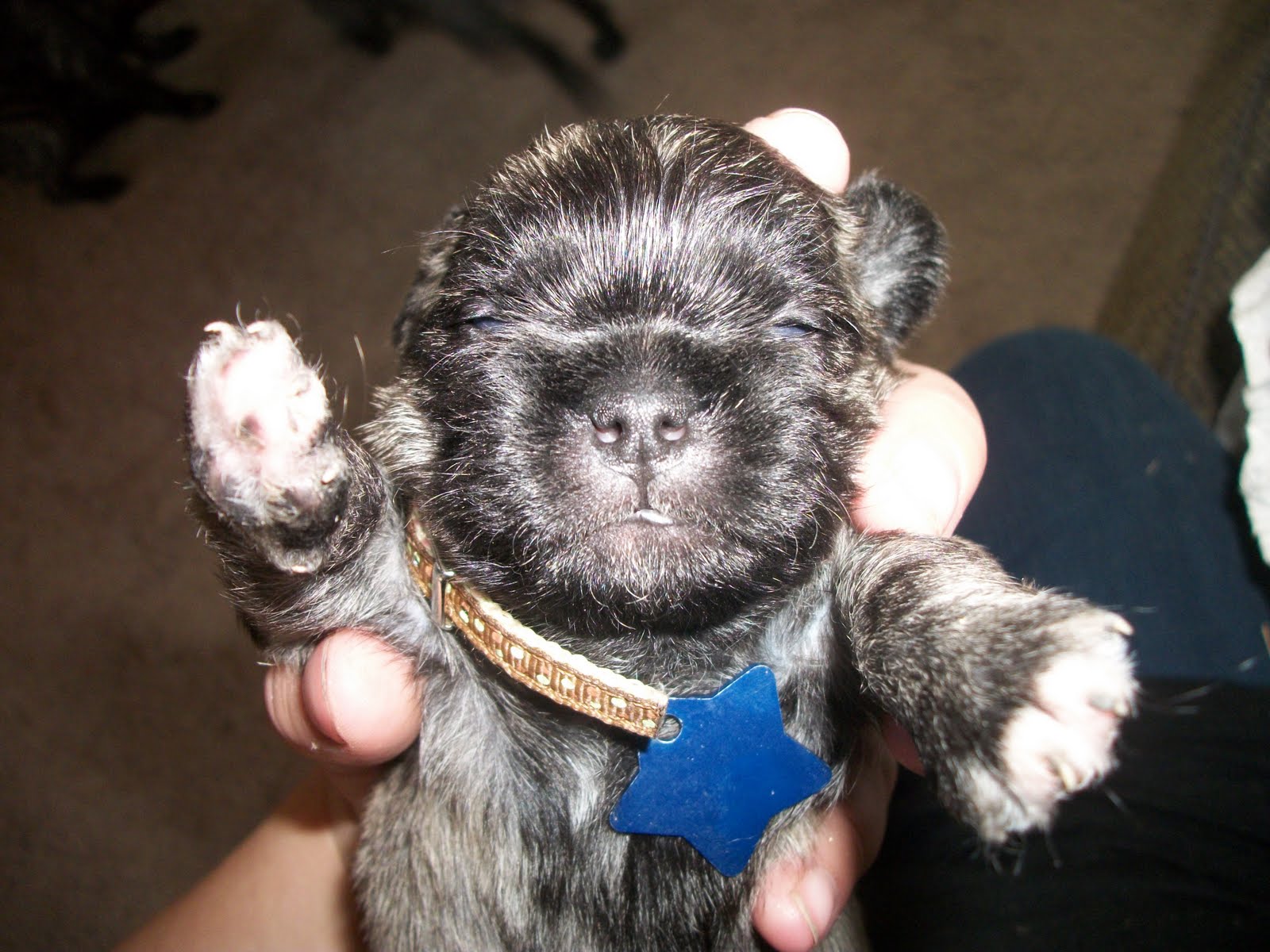 Pugapoo Puppies: Slurpee