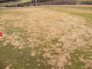 Turfgrass disease updates for golf courses: What to Do About Snow Mold?