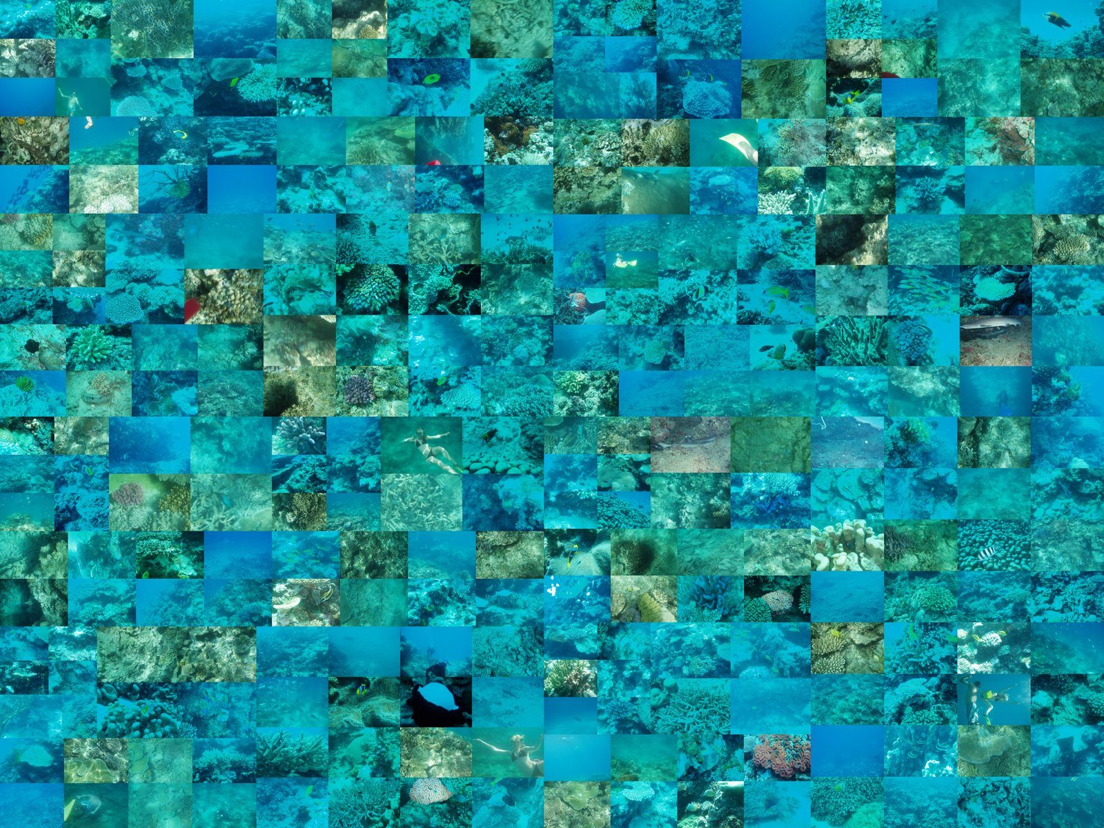 something found or shared: Fiji underwater collage