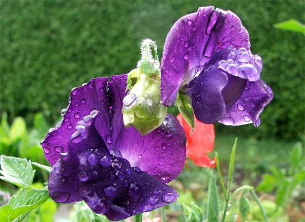 HOW TO GROW SWEET PEAS FROM SEED |The Garden of Eaden