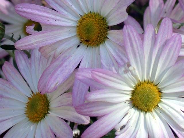 HOW TO GROW THE PYRETHRUM DAISY FROM SEED |The Garden of Eaden