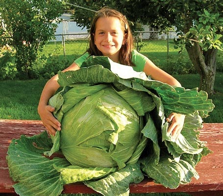 HOW TO GROW GIANT CABBAGE |The Garden of Eaden