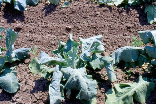 ORGANIC CONTROL OF CLUBROOT IN BRASSICAS |The Garden of Eaden