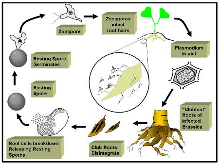 ORGANIC CONTROL OF CLUBROOT IN BRASSICAS |The Garden of Eaden