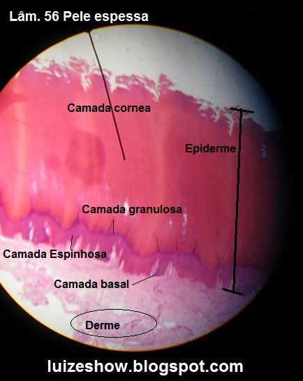 Luiz é show: Lâminas de Pele