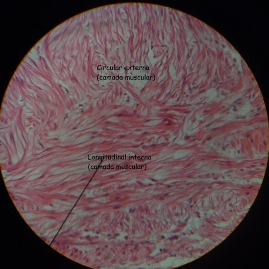 Luiz é show: Histologia