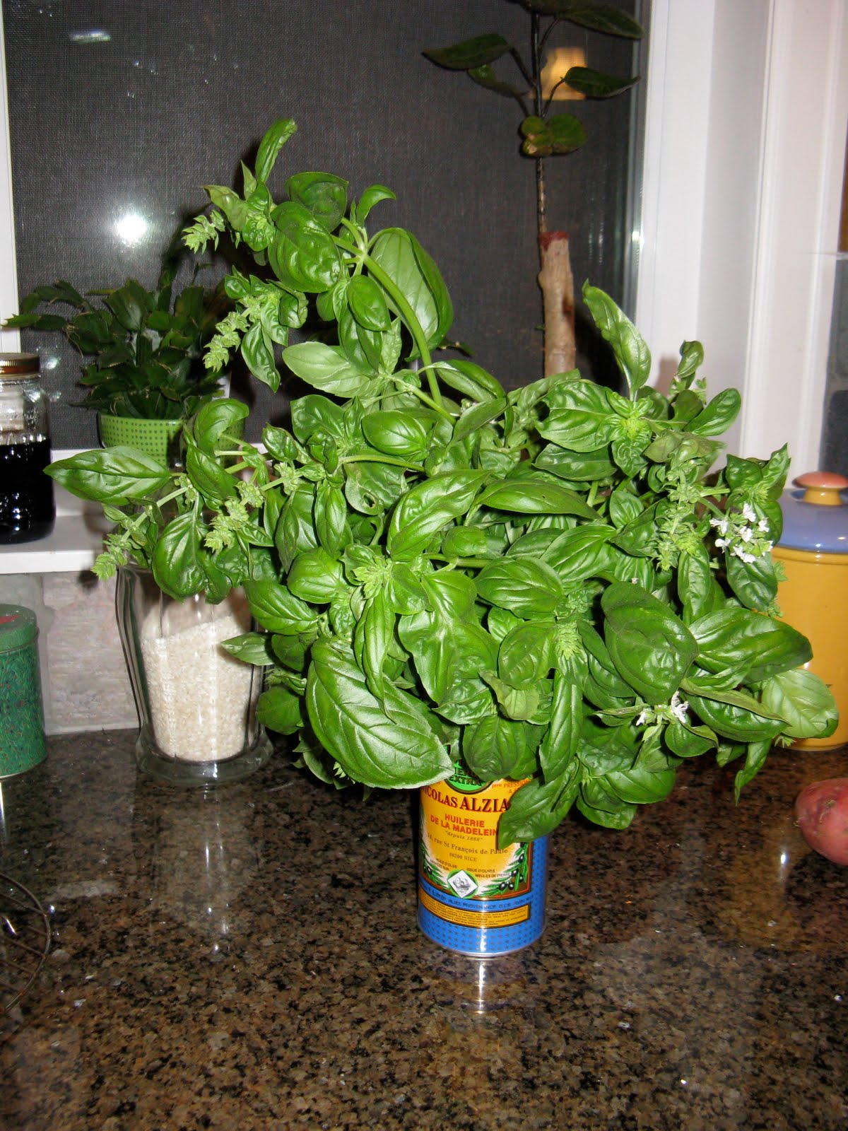 Leaving New York: SKATE, FIG JAM, PESTO AND PETUNIAS