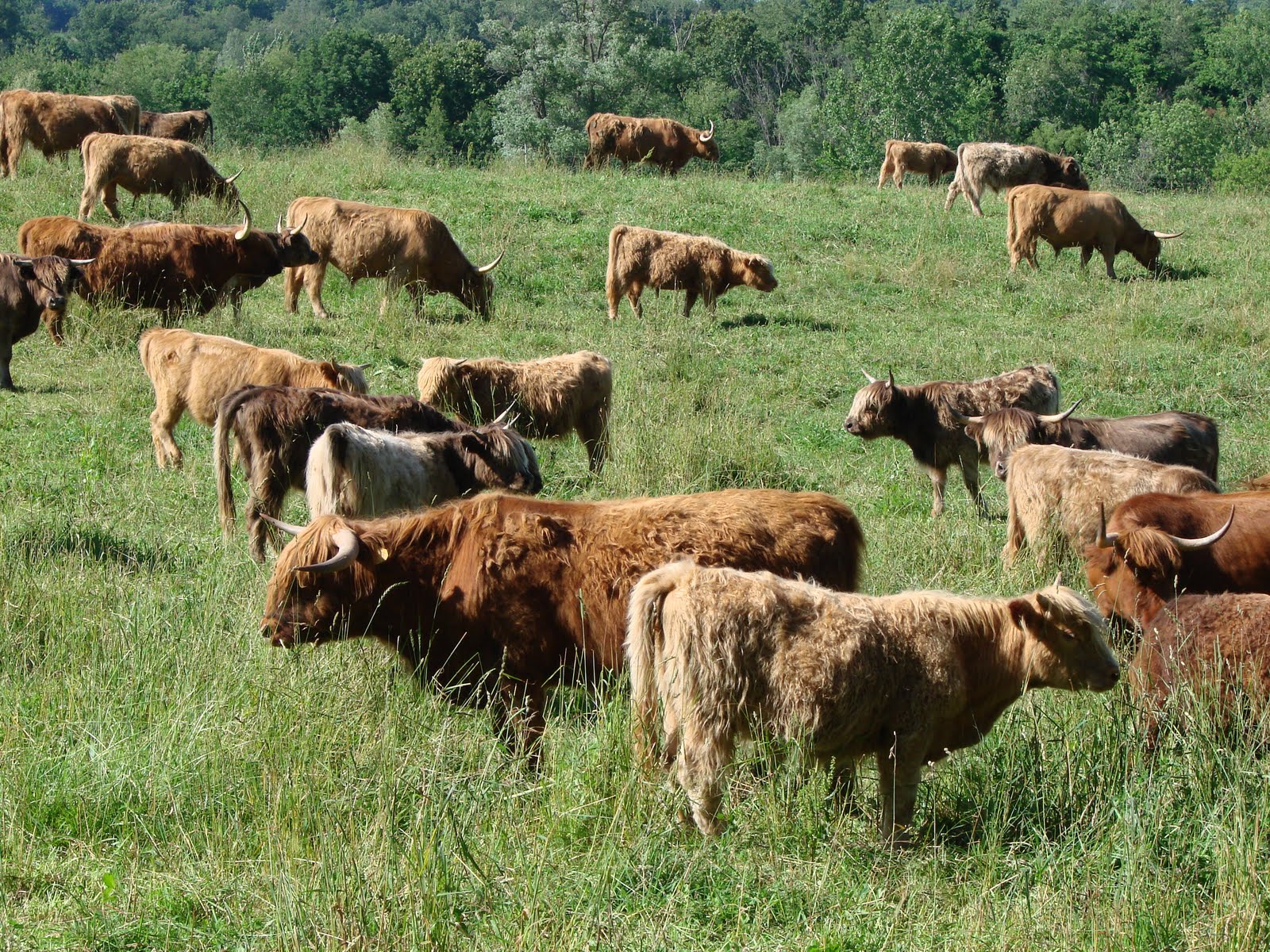 I am in love with a farmer...: Green Grass...Happy Cows