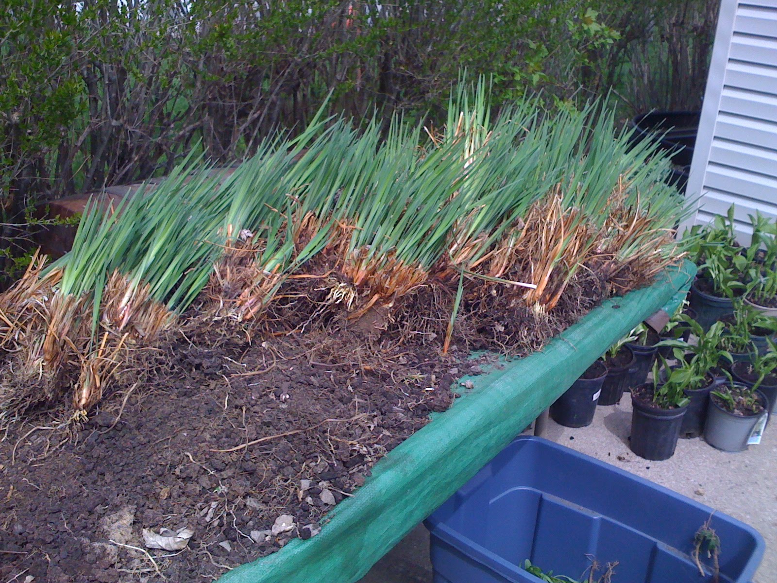 Our Garden Path: Handy Hint for Dividing Plants