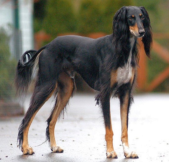 All About Dogs: SALUKI The Arabian Hunting Hound