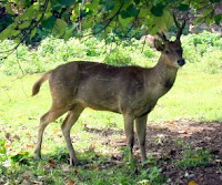 Taman Satwa: Kijang