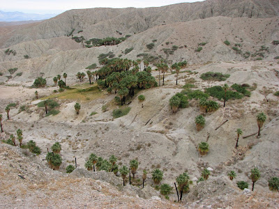 Hike Every Day: Biskra Palms