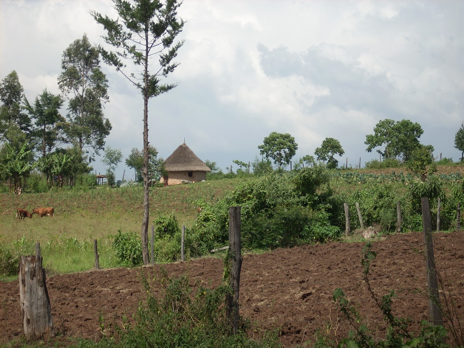 Mission Trip to Tenwek, Kenya