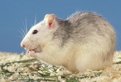 Fur From Rats The New Trend?