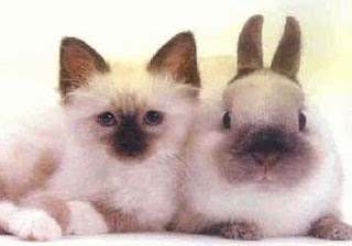 Curiosidades en el Arca: Gato o Conejo