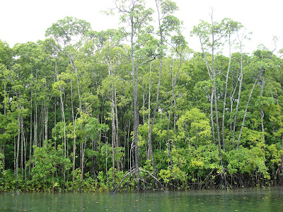 Where is Lace: Queensland Jungle