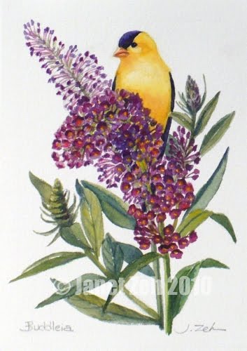 Zeh Original Art Blog Watercolor and Oil Paintings: Buddleia ...