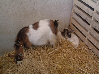 mini fattoria: caprette tibetane