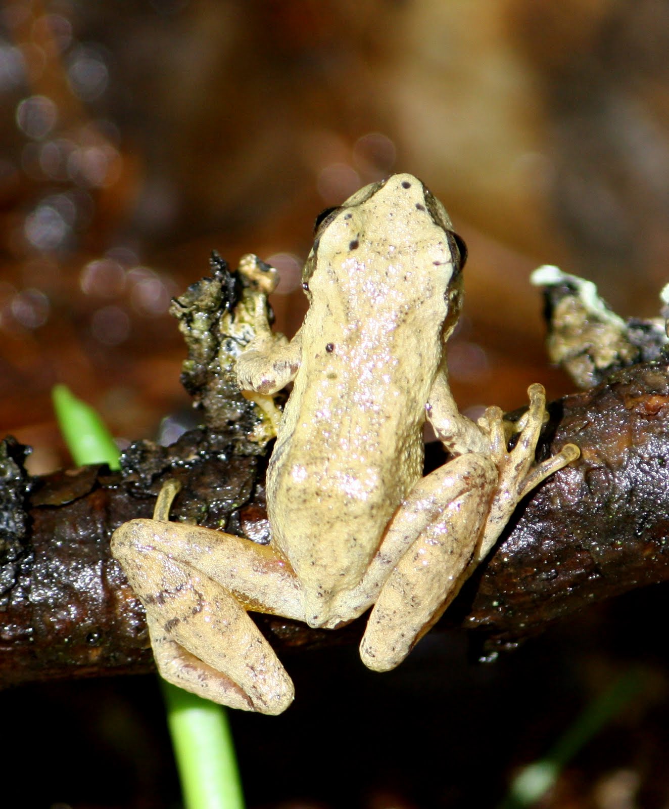 Susan Mayer's Haven: Northern Spring Peeper
