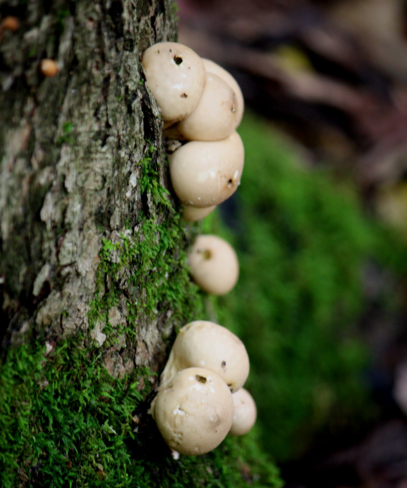Pear Shaped Puffball Recipe - Banana-breads.com