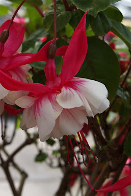 Hinterhofgarten - die Großstadtoase: Fuchsientage Gärtnerei Baum