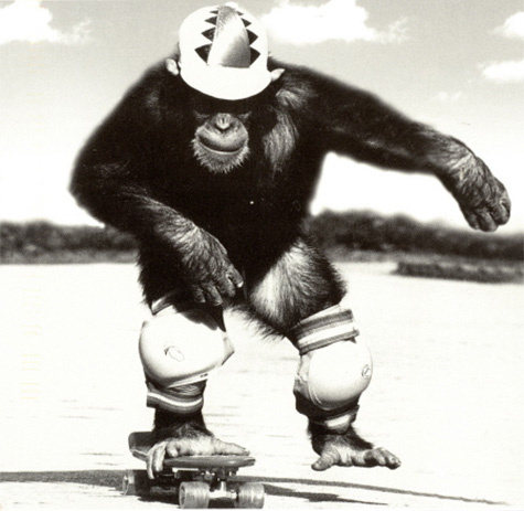 wackyboards: Skating Chimps