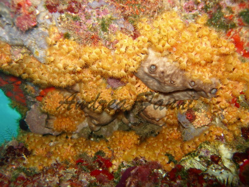 Parazoanthus axinellae