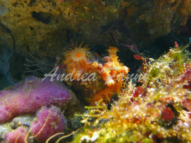 Parazoanthus axinellae